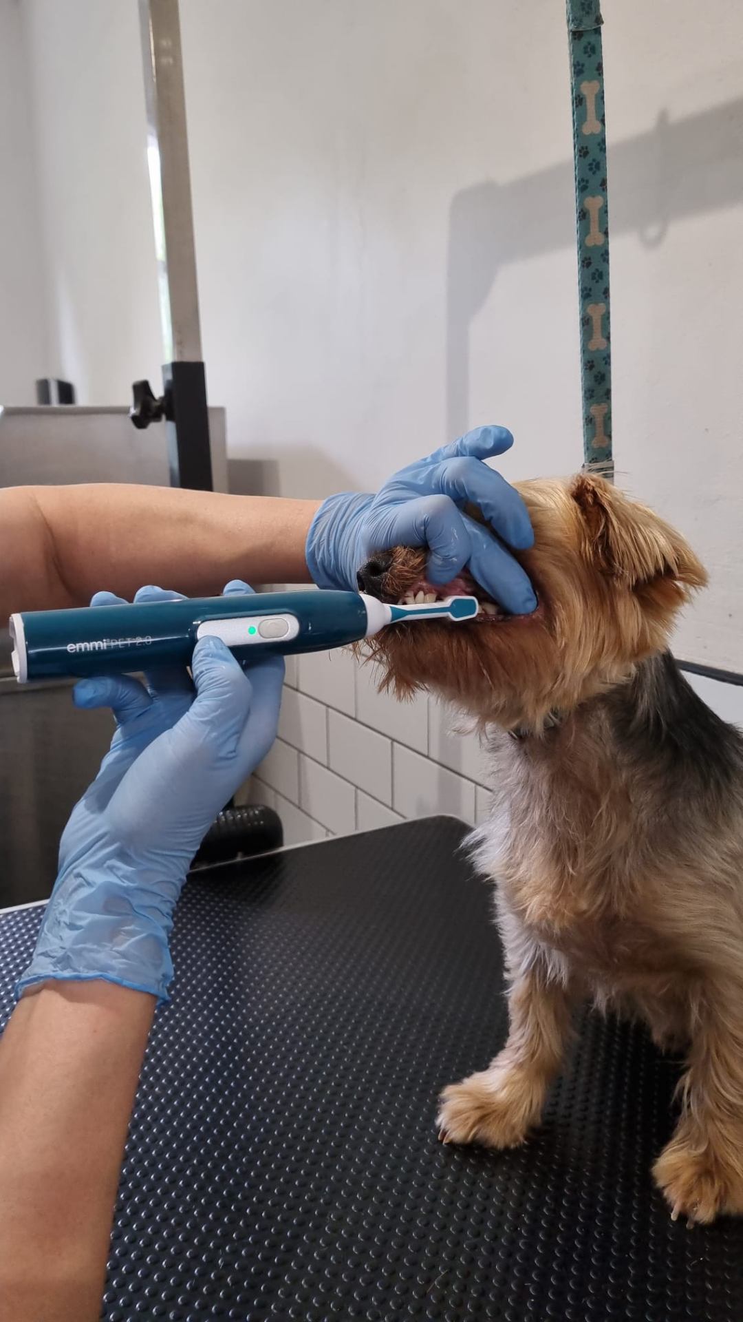 Professional Dog Teeth Cleaning London | Ilona The Fur & Smile Groomer